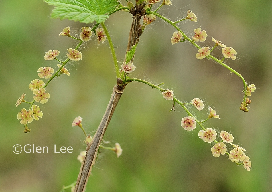 Ribes triste photos Saskatchewan Wildflowers